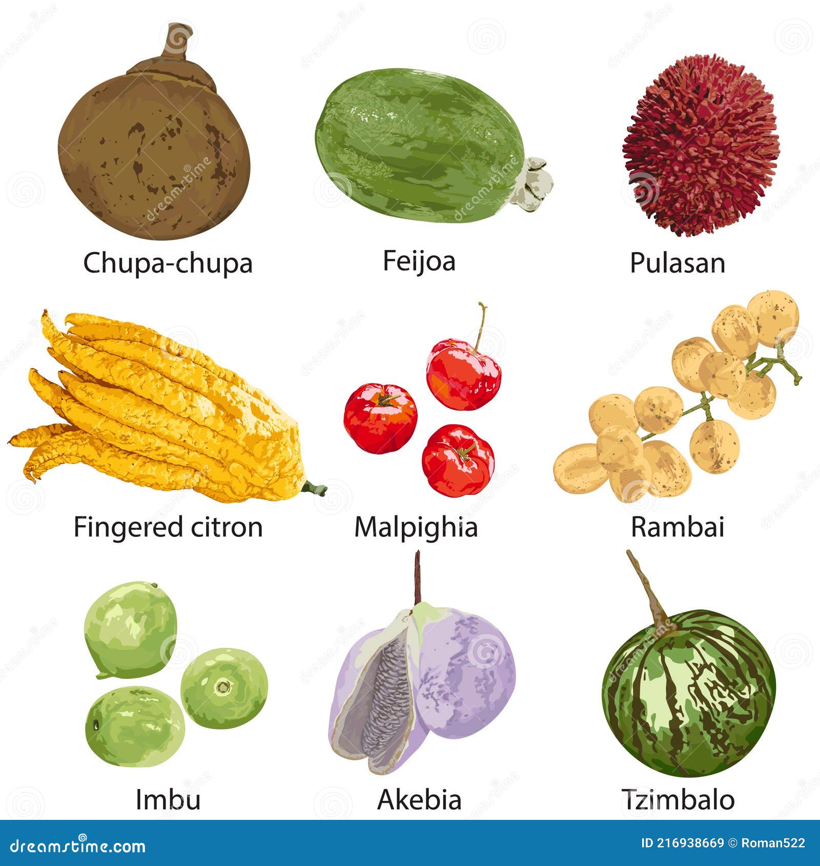 Tuberosa Fruits Stock Illustrations – 6 Tuberosa Fruits Stock ...