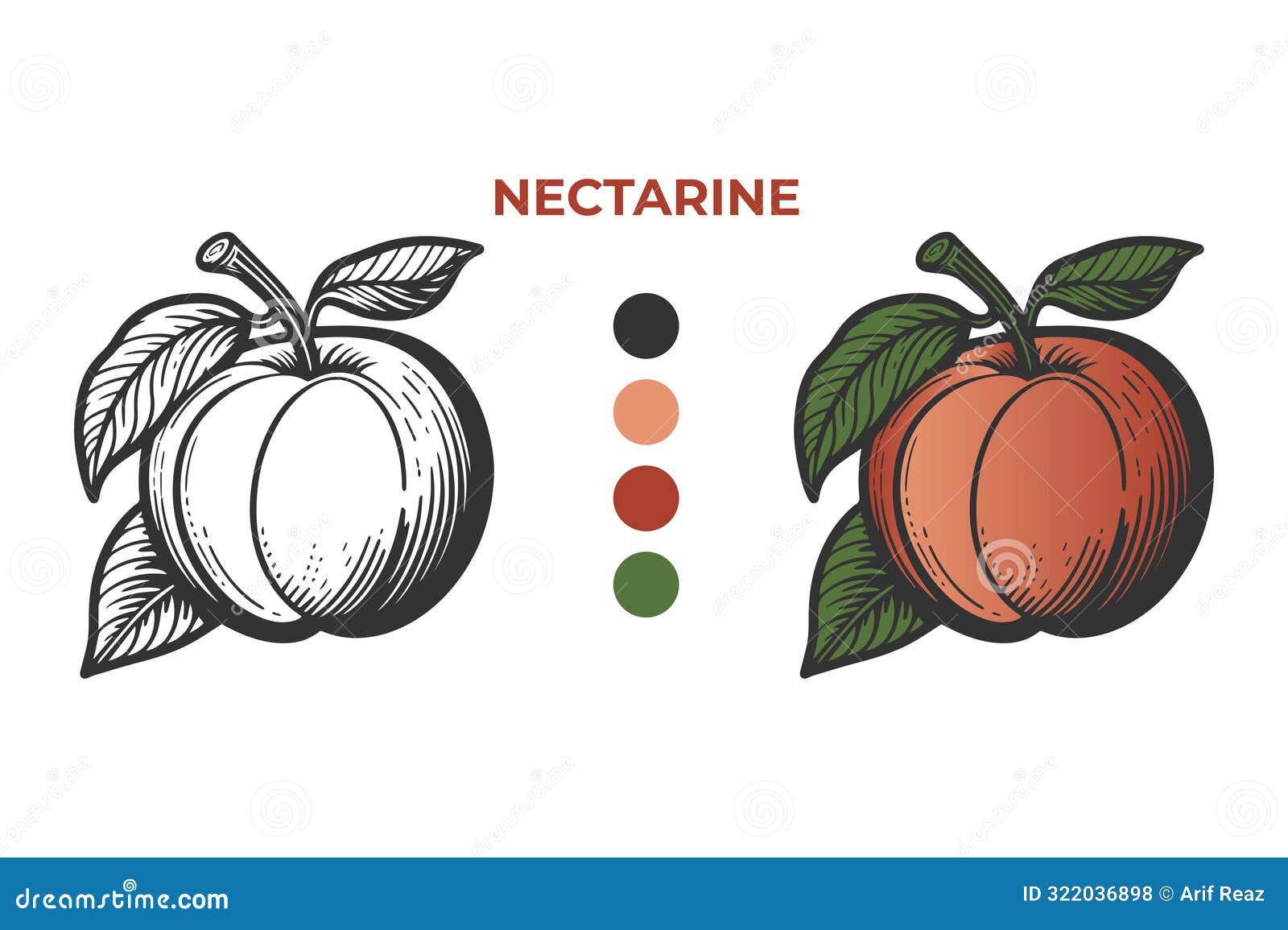 Black and White Vector Illustration of a Nectarine for Coloring Book ...