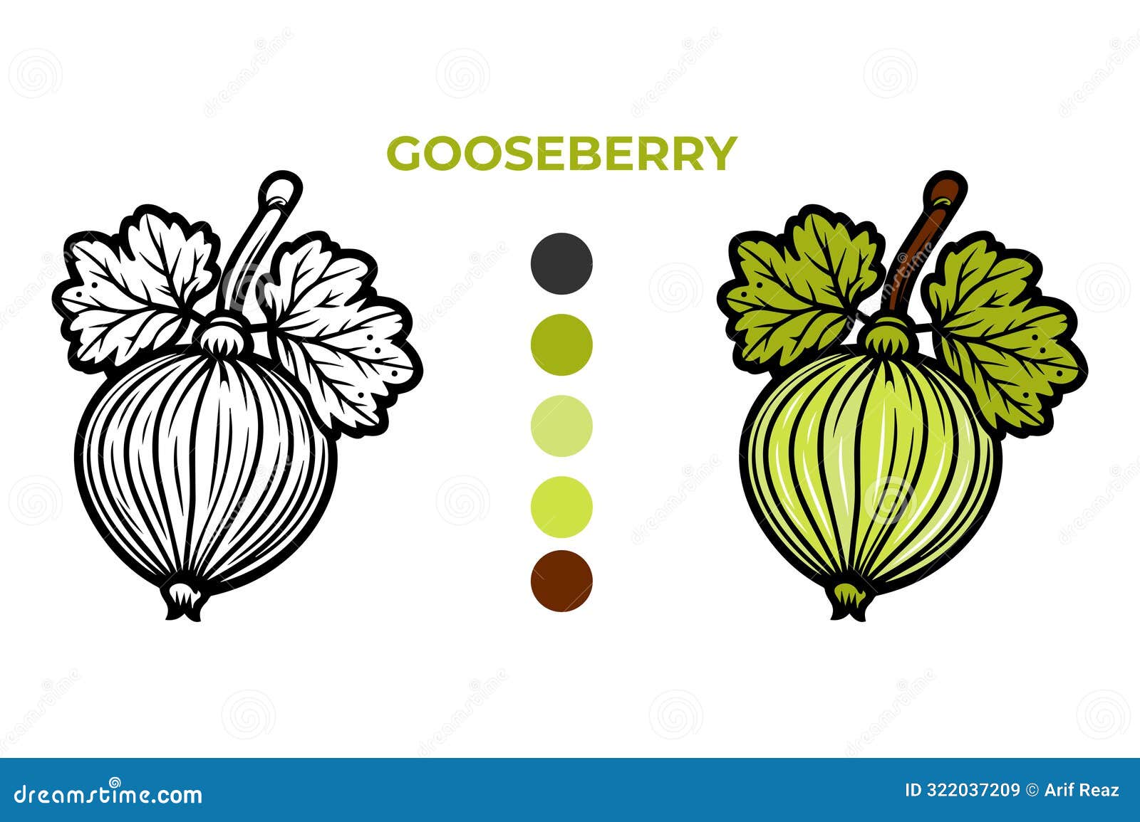 Black and White Vector Illustration of a Gooseberry for Coloring Book ...