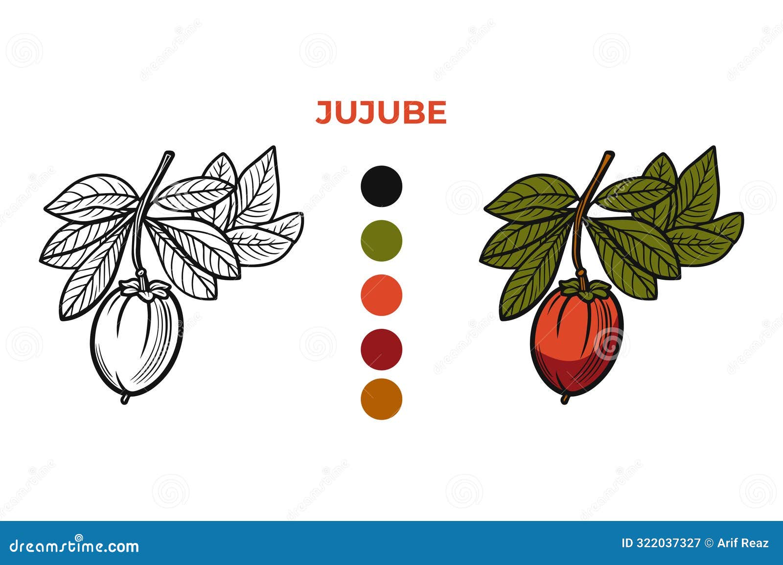Black and White Vector Illustration of a Jujube for Coloring Book with ...