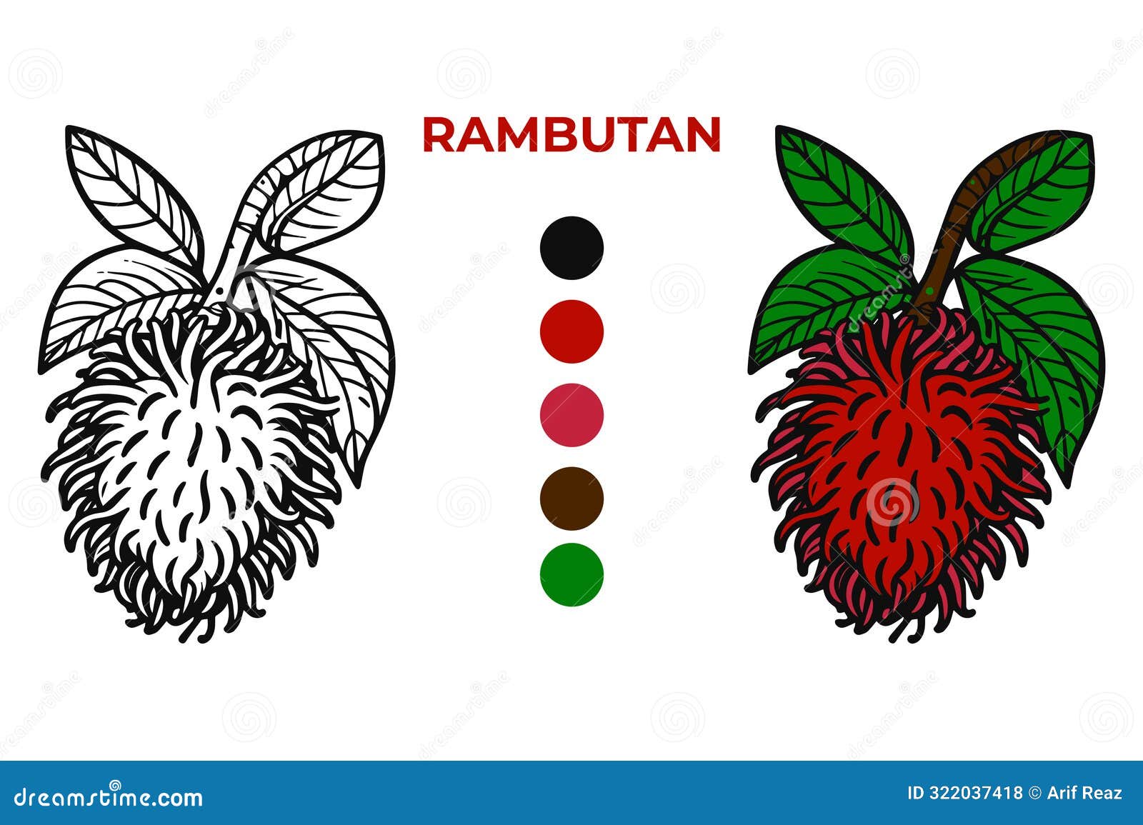 Black and White Vector Illustration of a Rambutan for Coloring Book ...
