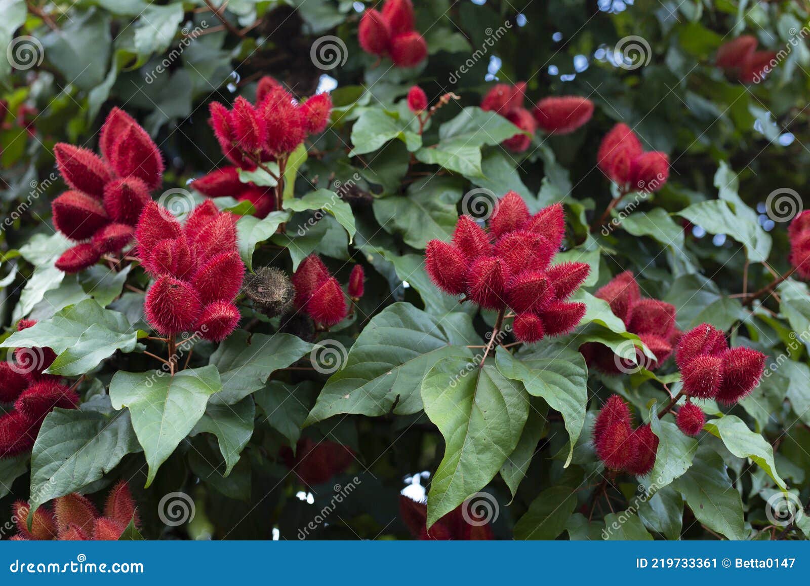 Achiote Tree, Bixa Orellana, Or Anatto Tree Full With The Bright Red ...