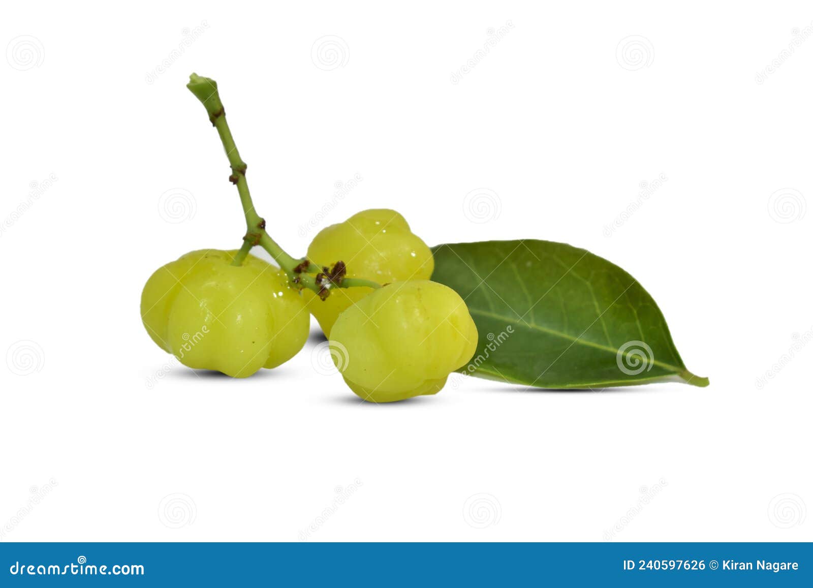 Fruits amla harb photo stock. Image du herbal, bangladesh - 240597626