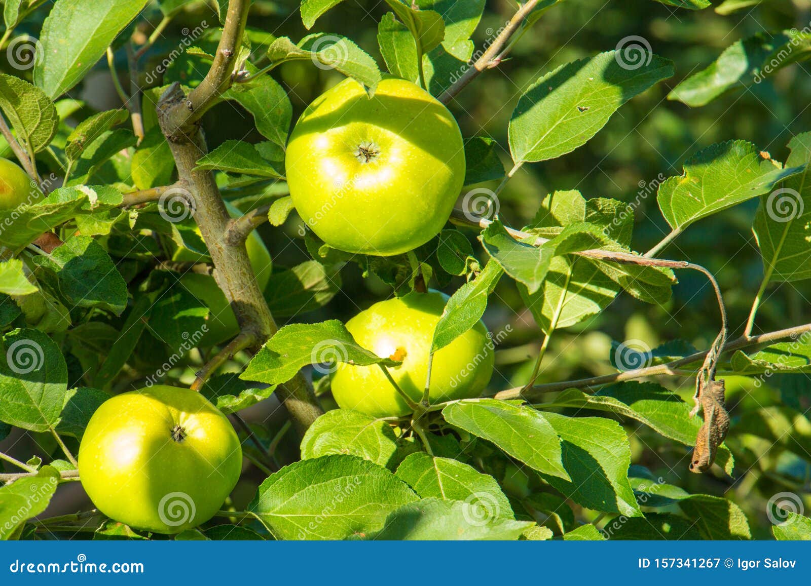 Fruits of an Apple Tree Under the Rays of the Sun Stock Image - Image ...