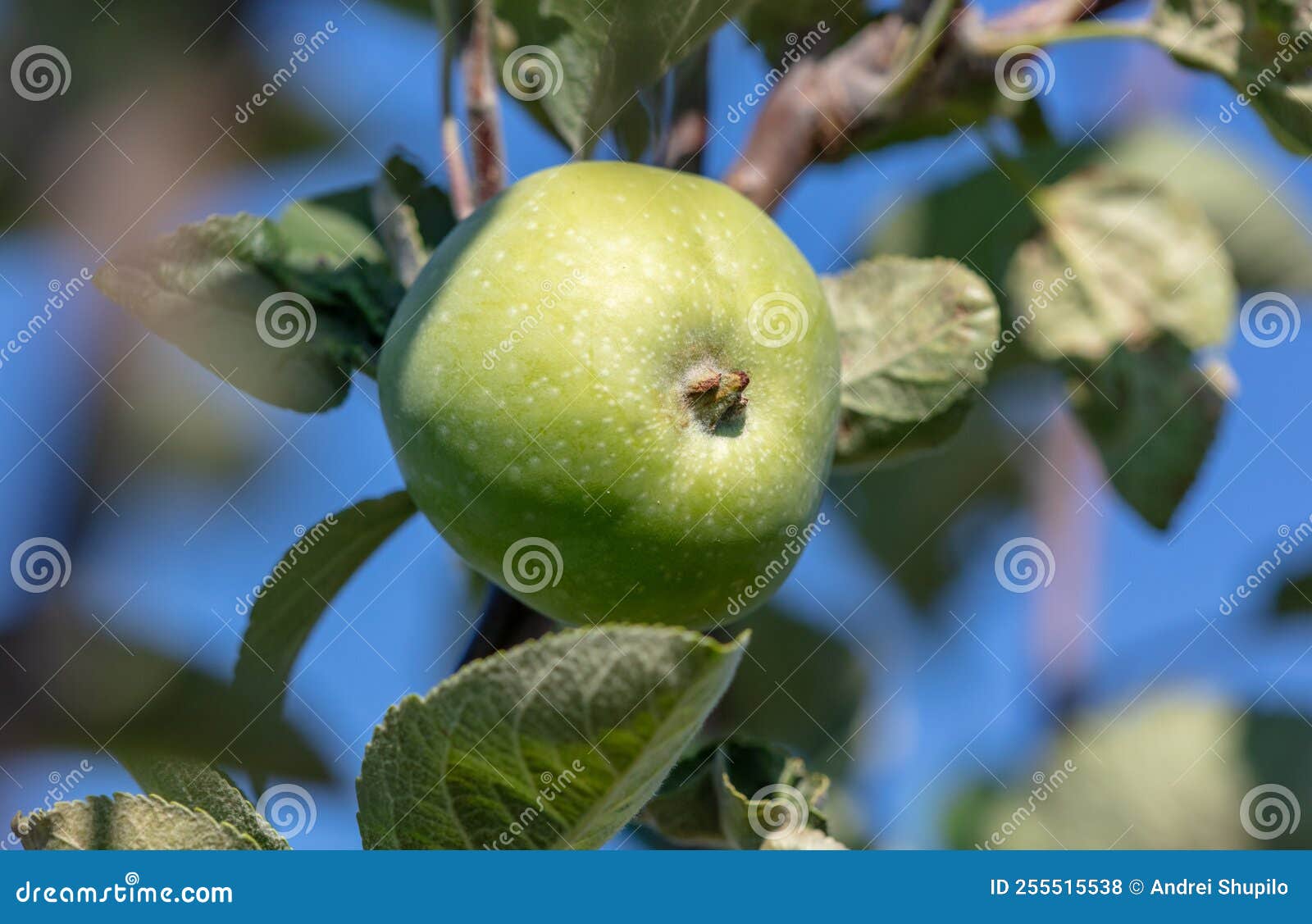 Fruits of Apples on the Branches of a Tree. Stock Photo - Image of ripe ...