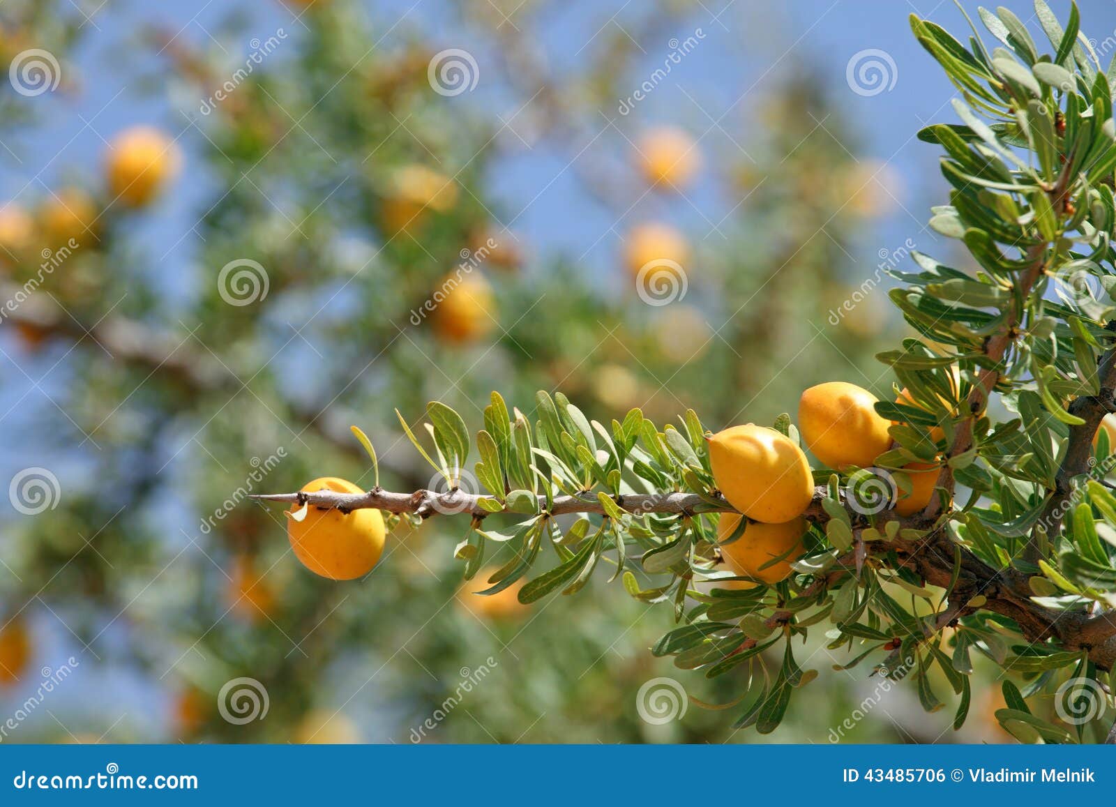 Argan Tree With Yellow Fruits Stock Image | CartoonDealer.com #74173681