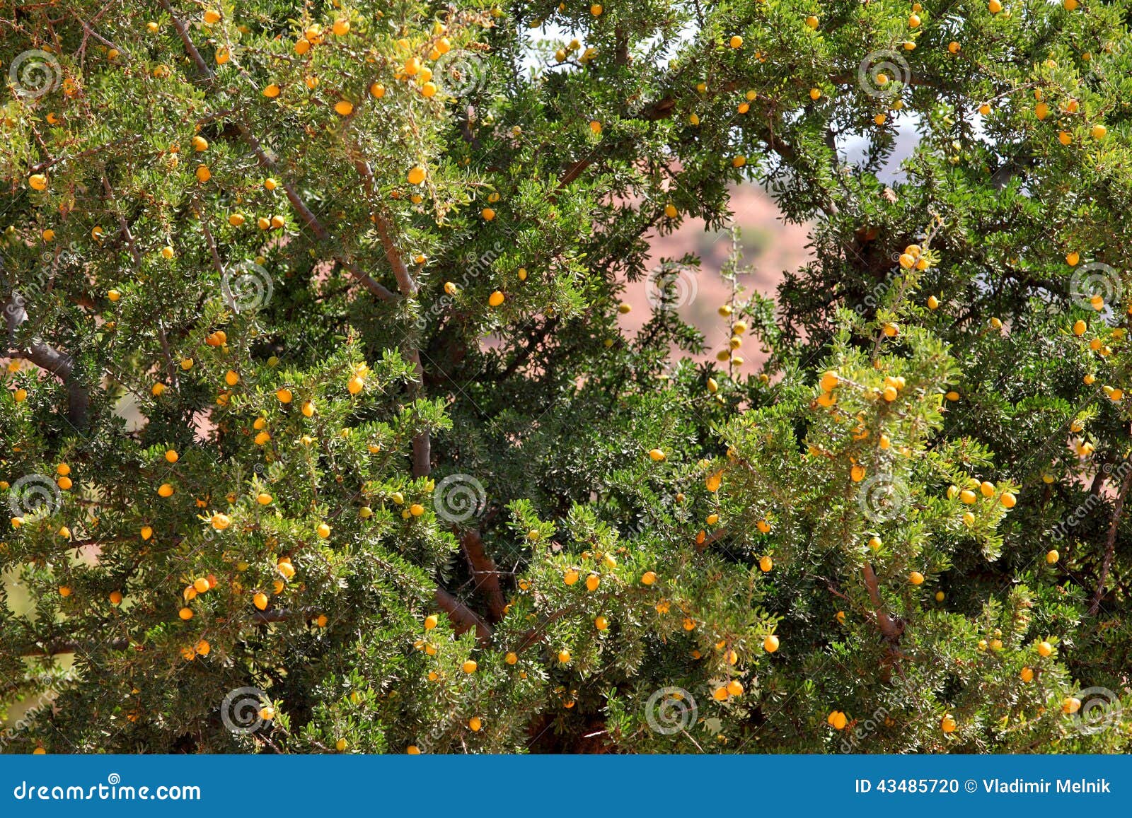 Fruits of Argan tree stock photo. Image of argania, flora - 43485720