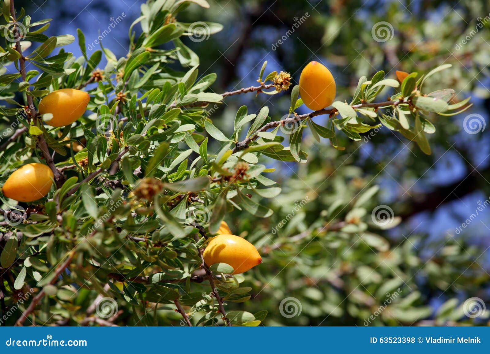 Fruits of Argan tree stock photo. Image of argania, leaf - 63523398