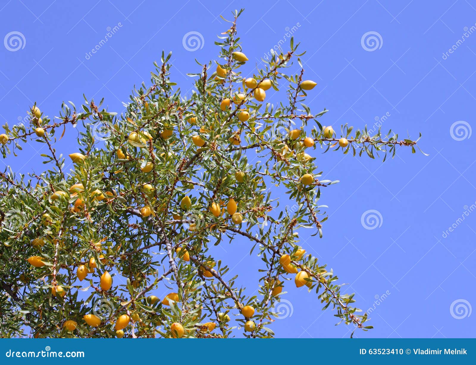 Fruits of Argan tree stock photo. Image of food, fruit - 63523410