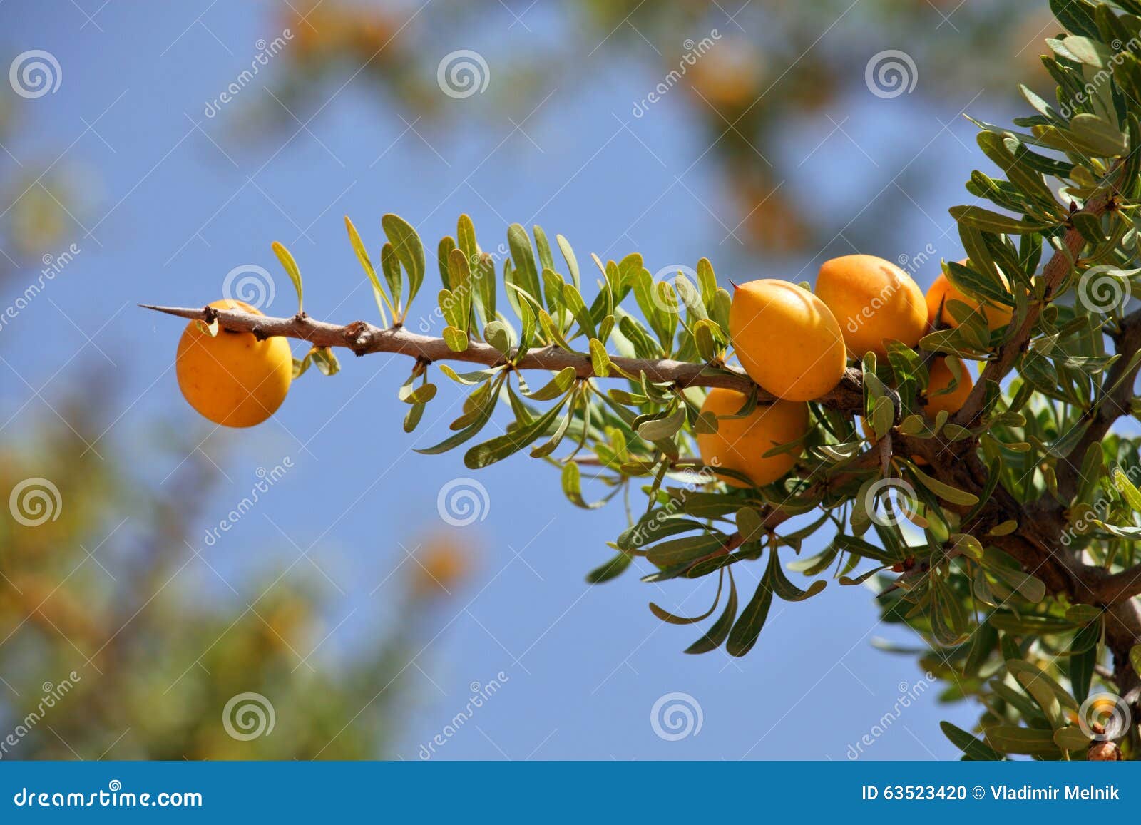 Fruits of Argan tree stock photo. Image of food, ripe - 63523420