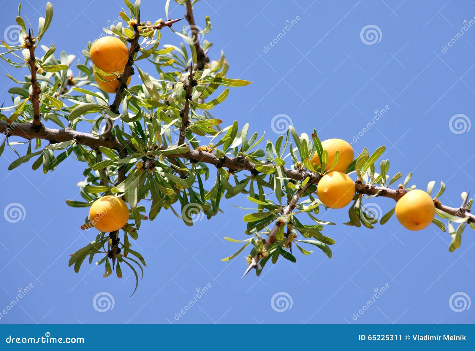 Fruits of Argan tree stock image. Image of flavor, color - 65225311