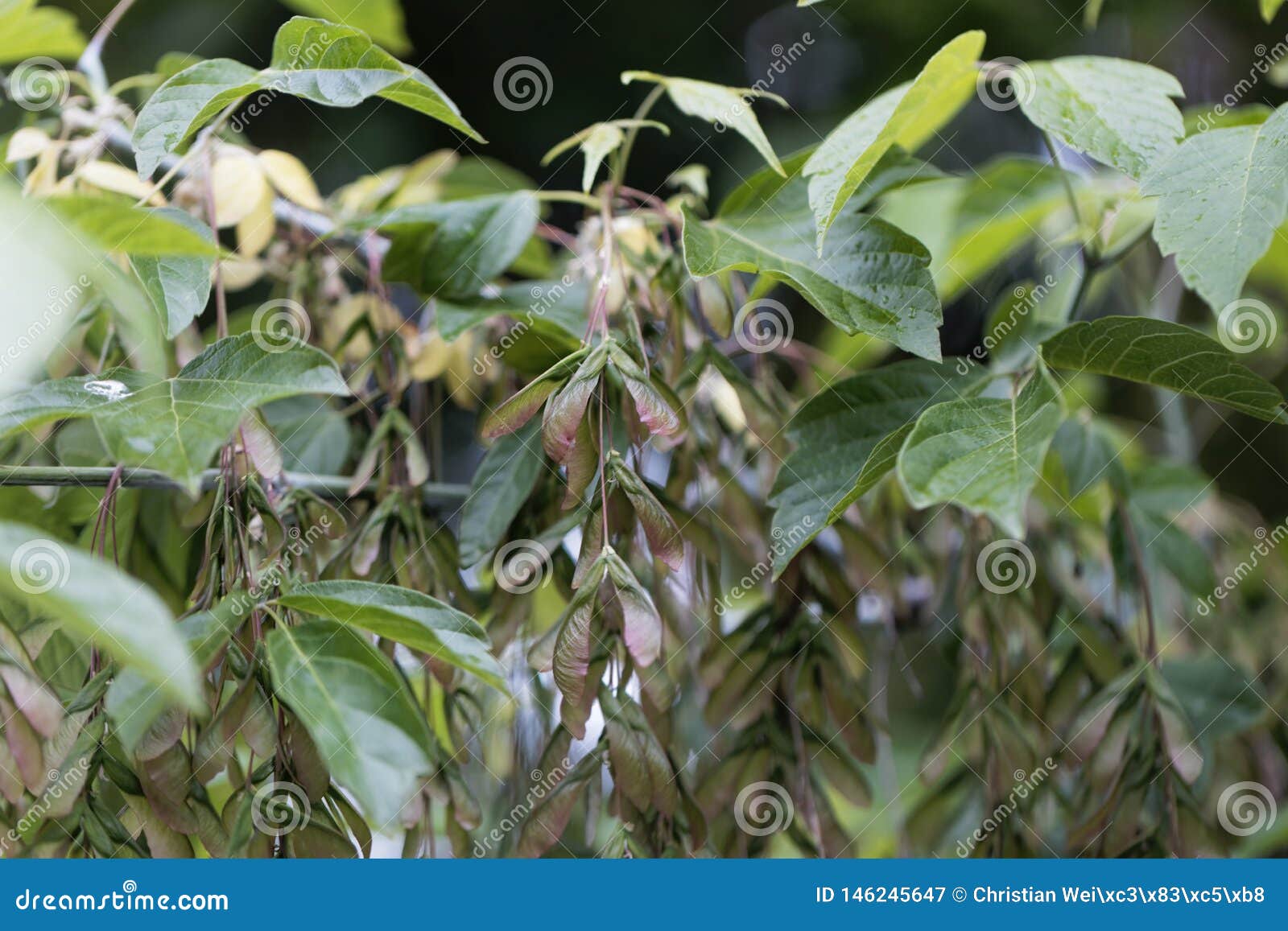 Fruits of a Ash Leaved Maple, Acer Negondo Stock Image - Image of ...