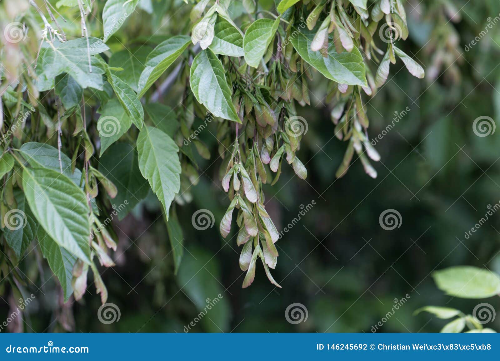 Fruits of a Ash Leaved Maple, Acer Negondo Stock Photo - Image of ...
