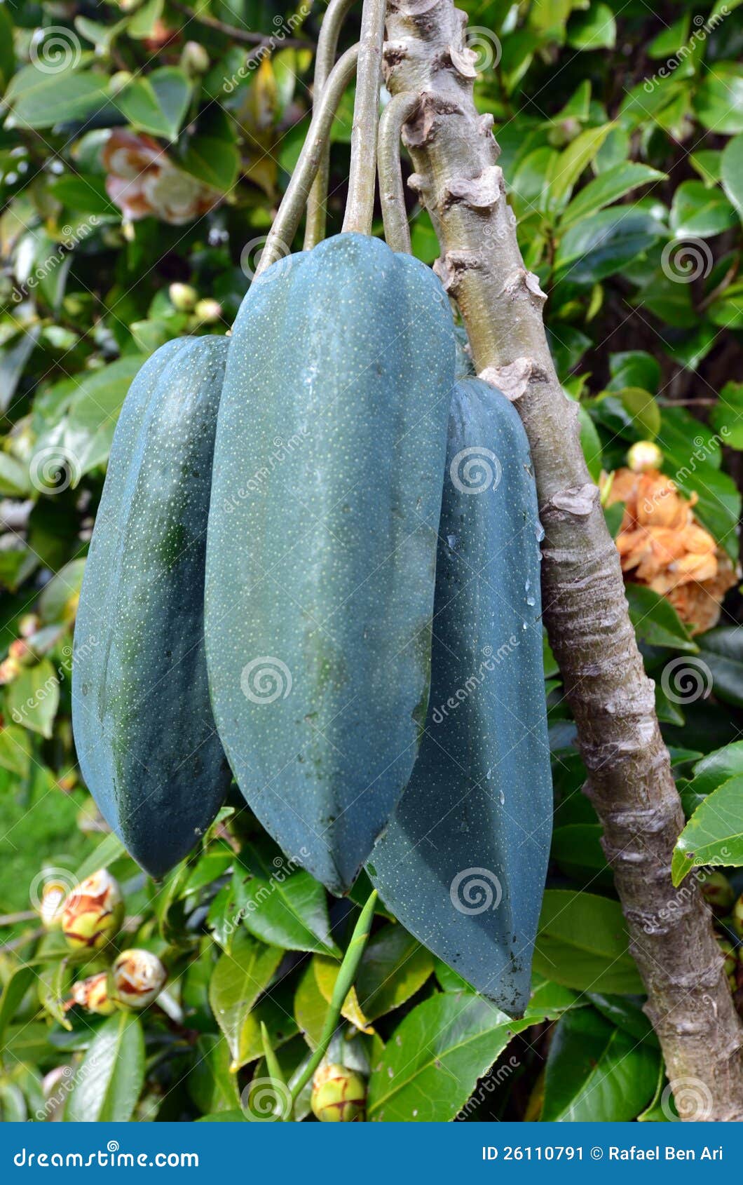 Babaco Fruits Plant Stock Photos - Free & Royalty-Free Stock Photos ...