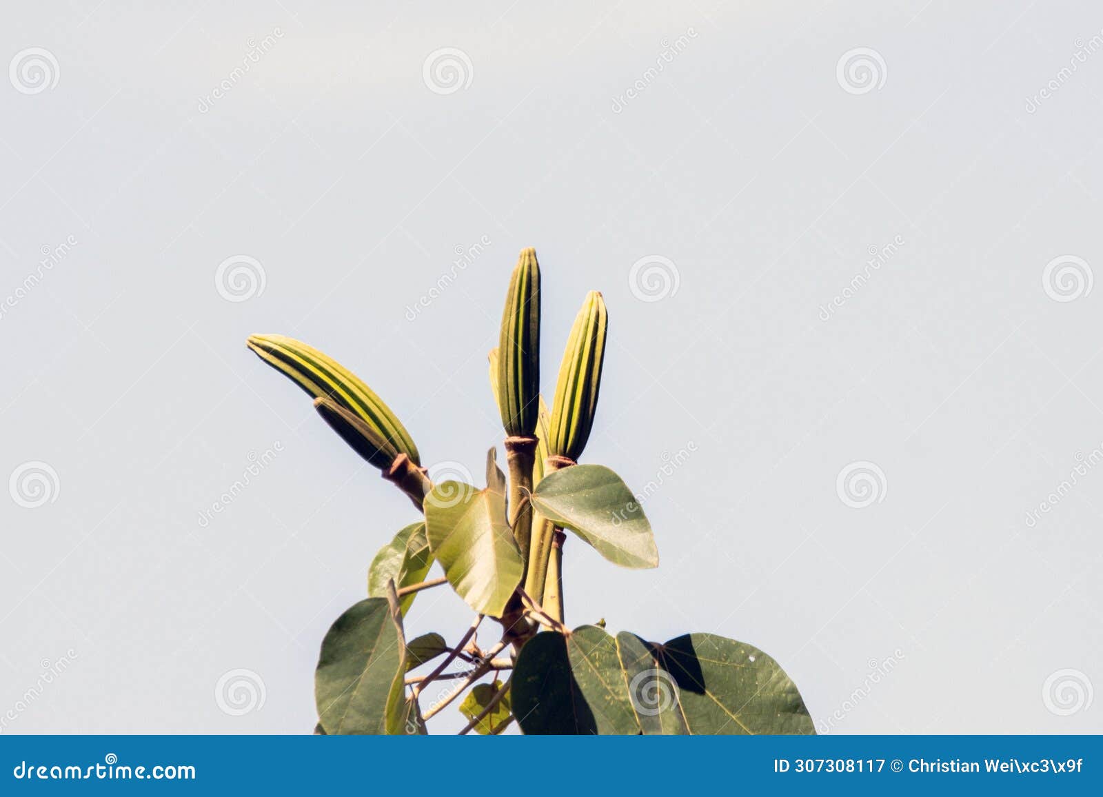 Fruits of a Balsa Tree, Ochroma Pyramidale Stock Image - Image of ...