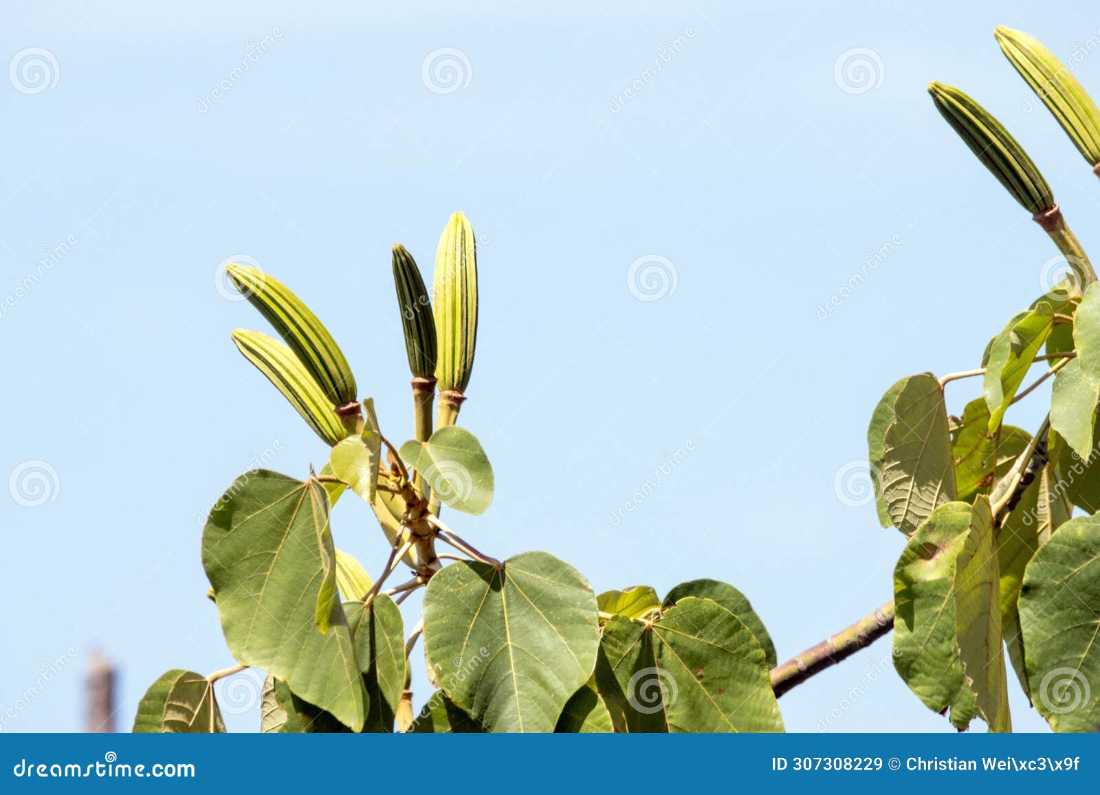 Fruits of a Balsa Tree, Ochroma Pyramidale Stock Image - Image of ...