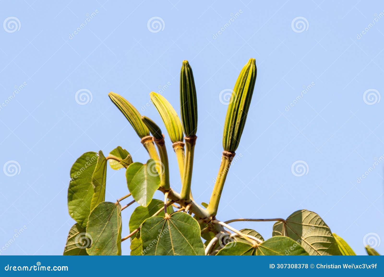 Fruits of a Balsa Tree, Ochroma Pyramidale Stock Photo - Image of ...