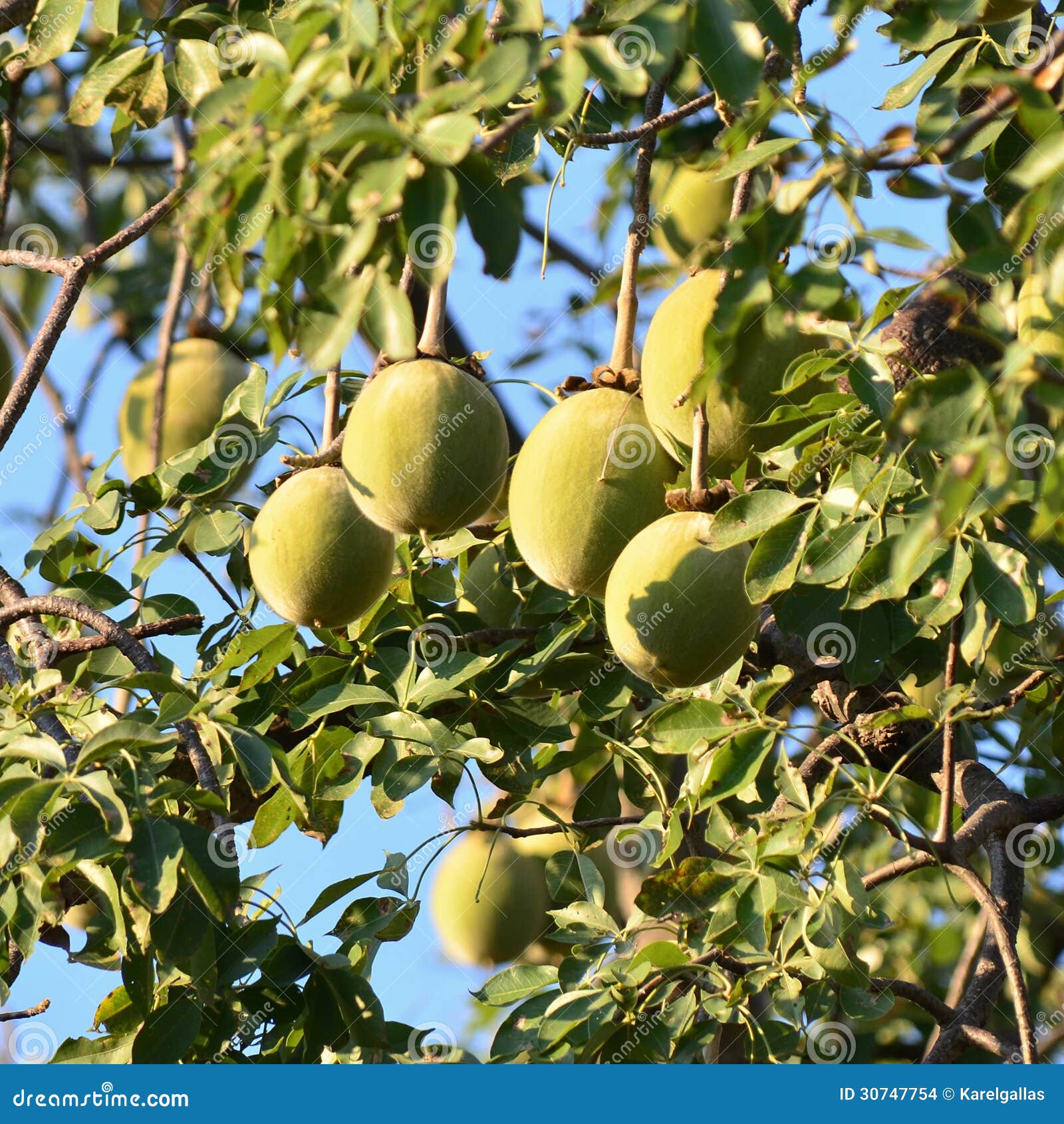 Fruits of baobab stock photo. Image of botswana, africa - 30747754
