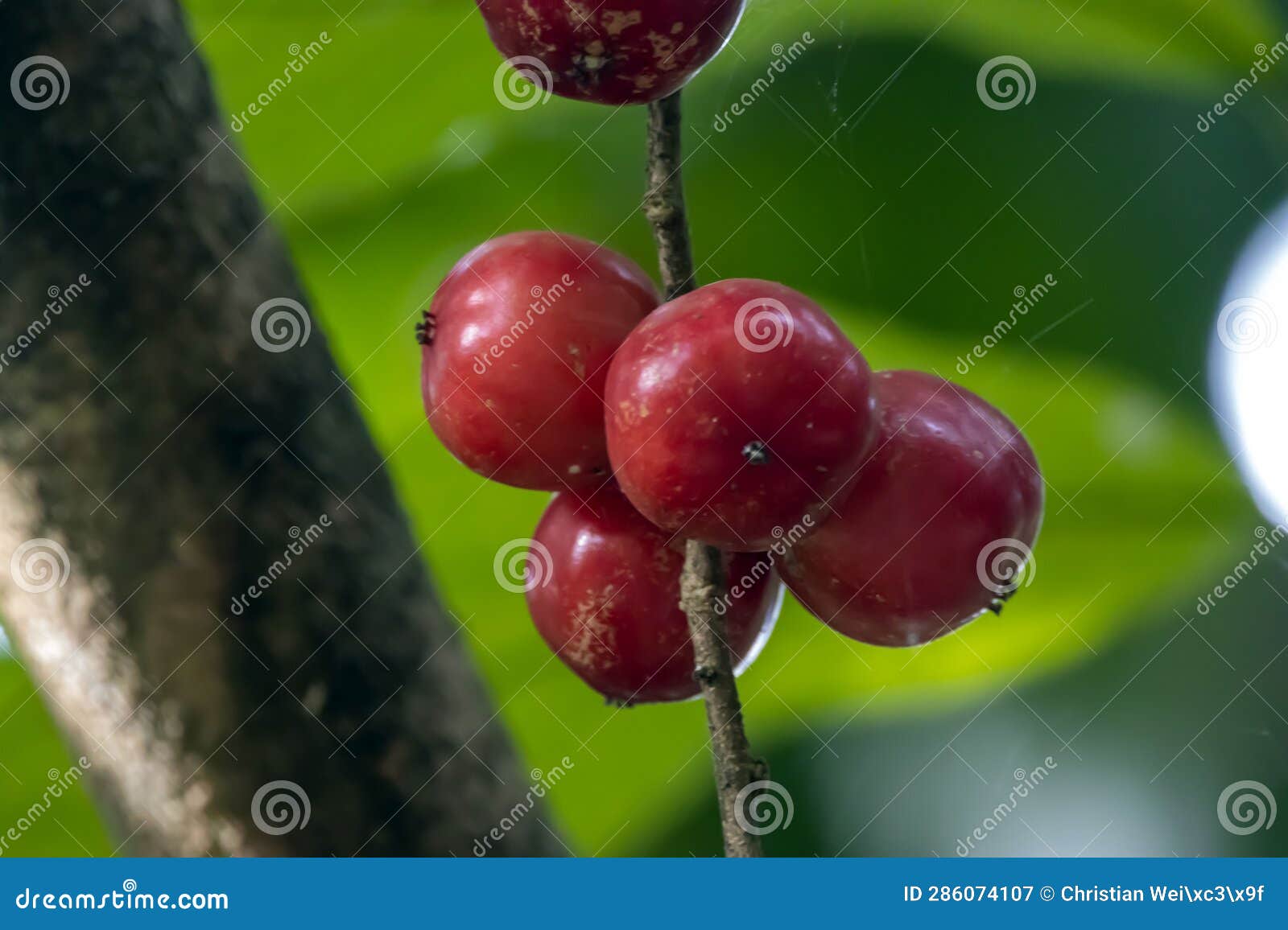 Fruits of a Batoko Plum, Flacourtia Inermis Stock Image - Image of ...