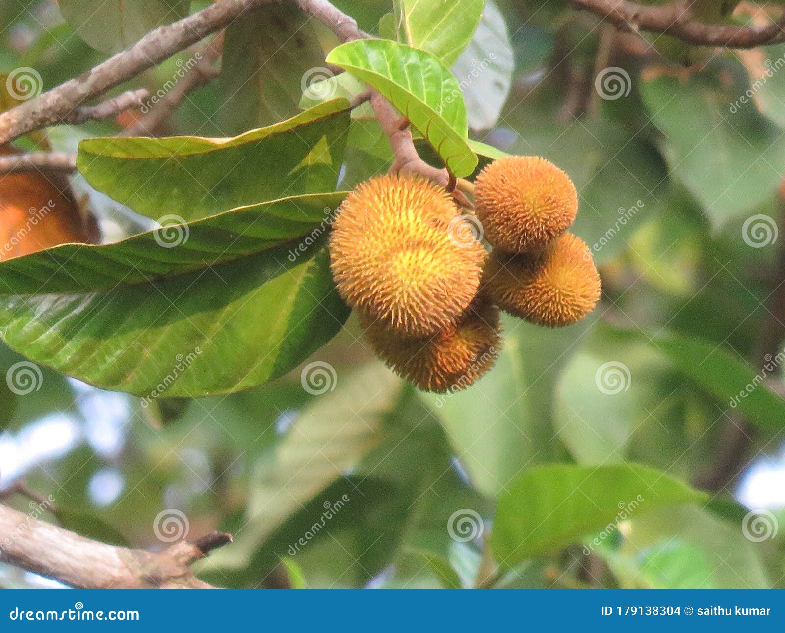 Fruits stock photo. Image of kerala, fruits, furits - 179138304