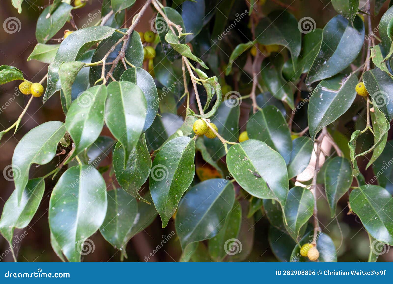 Fruits of a Benjamin Fig, Ficus Benjamina Stock Photo - Image of flower ...