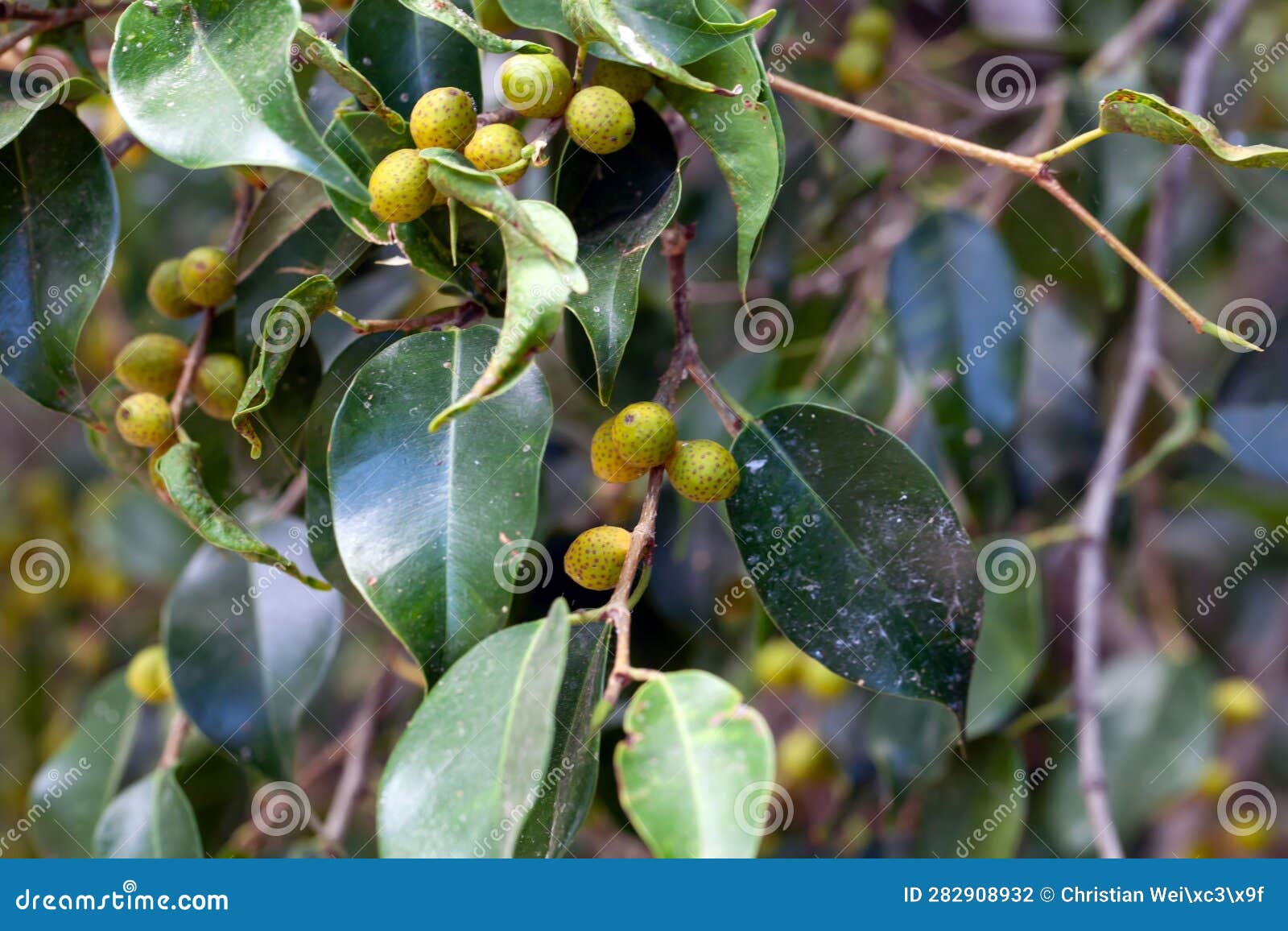 Fruits of a Benjamin Fig, Ficus Benjamina Stock Photo - Image of fresh ...