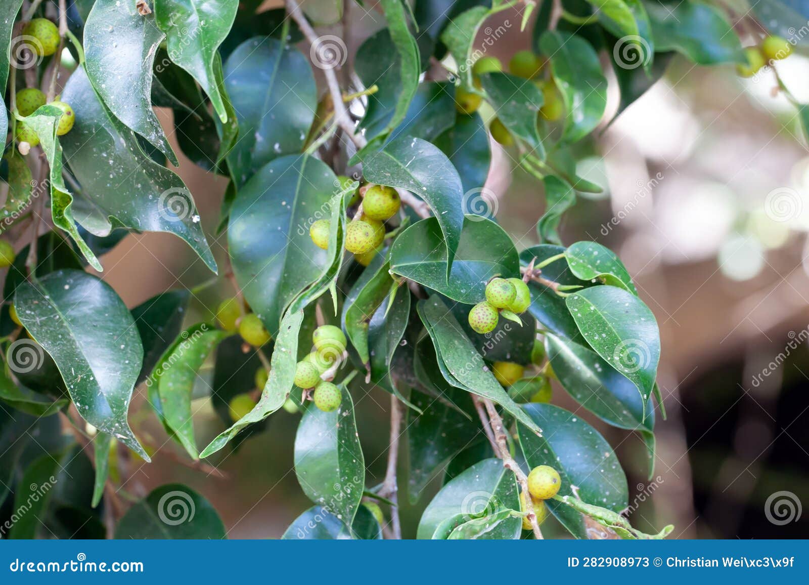 Fruits of a Benjamin Fig, Ficus Benjamina Stock Image - Image of ...