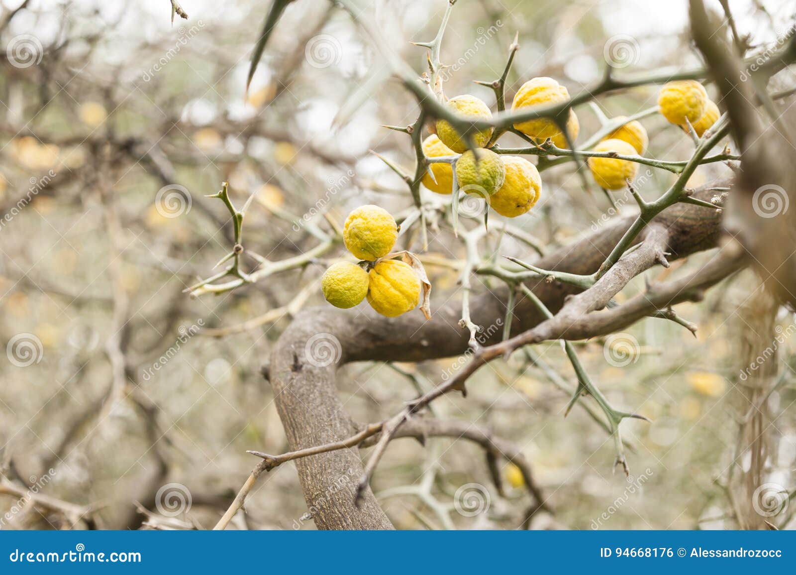Fruits of bergamot tree stock photo. Image of yellow - 94668176