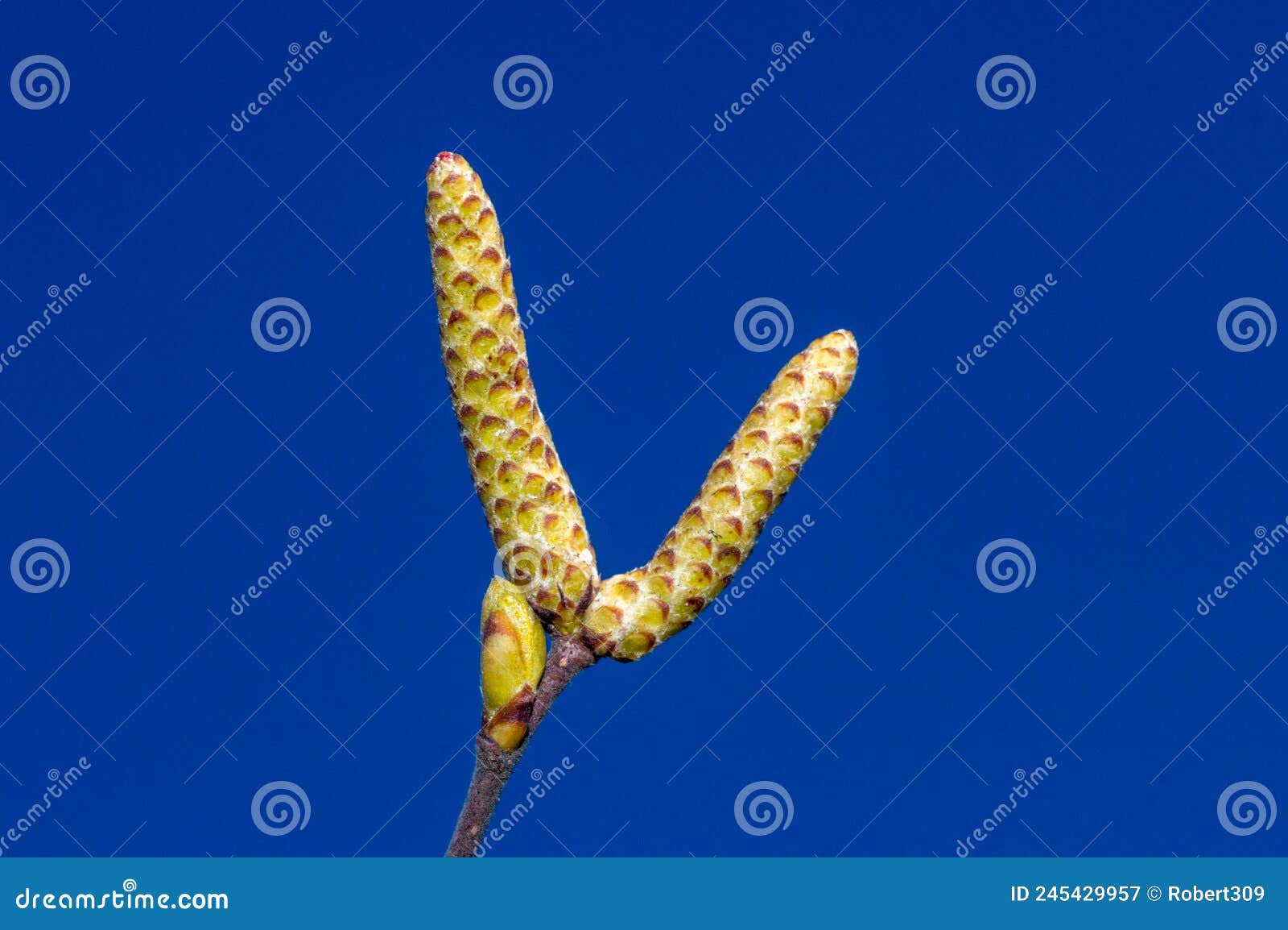 Fruits of Betula Papyrifera Paper Birch in Spring Stock Image - Image ...