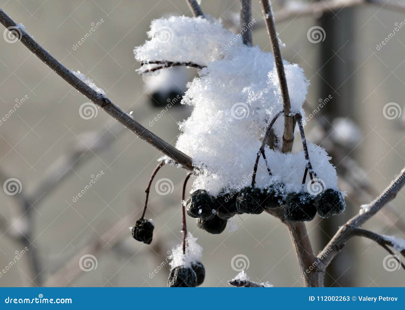 Fruits of Black Ash on a Branch Covered with Snow Stock Image - Image ...