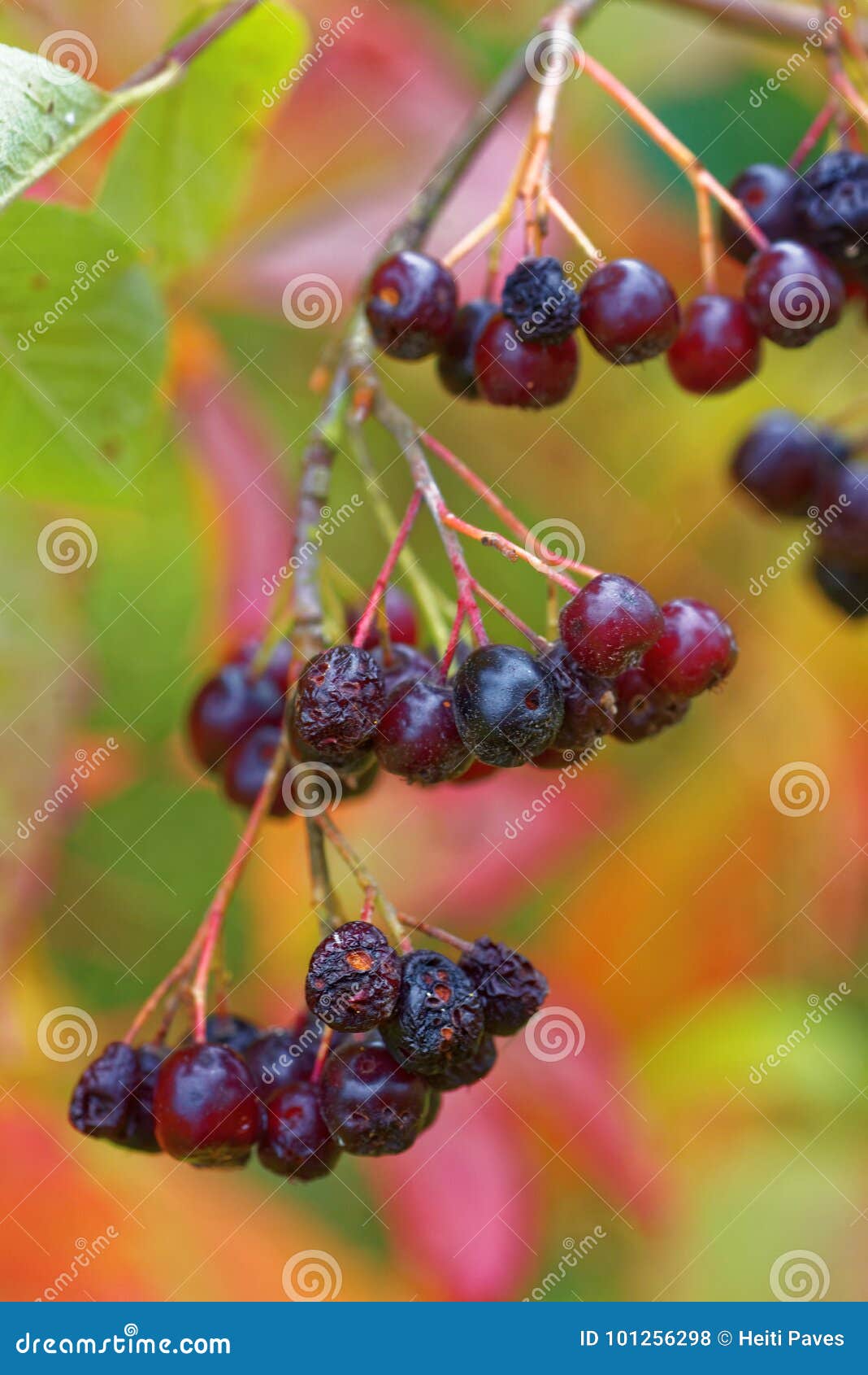 Aronia berries stock photo. Image of autumn, redfruit - 101256298