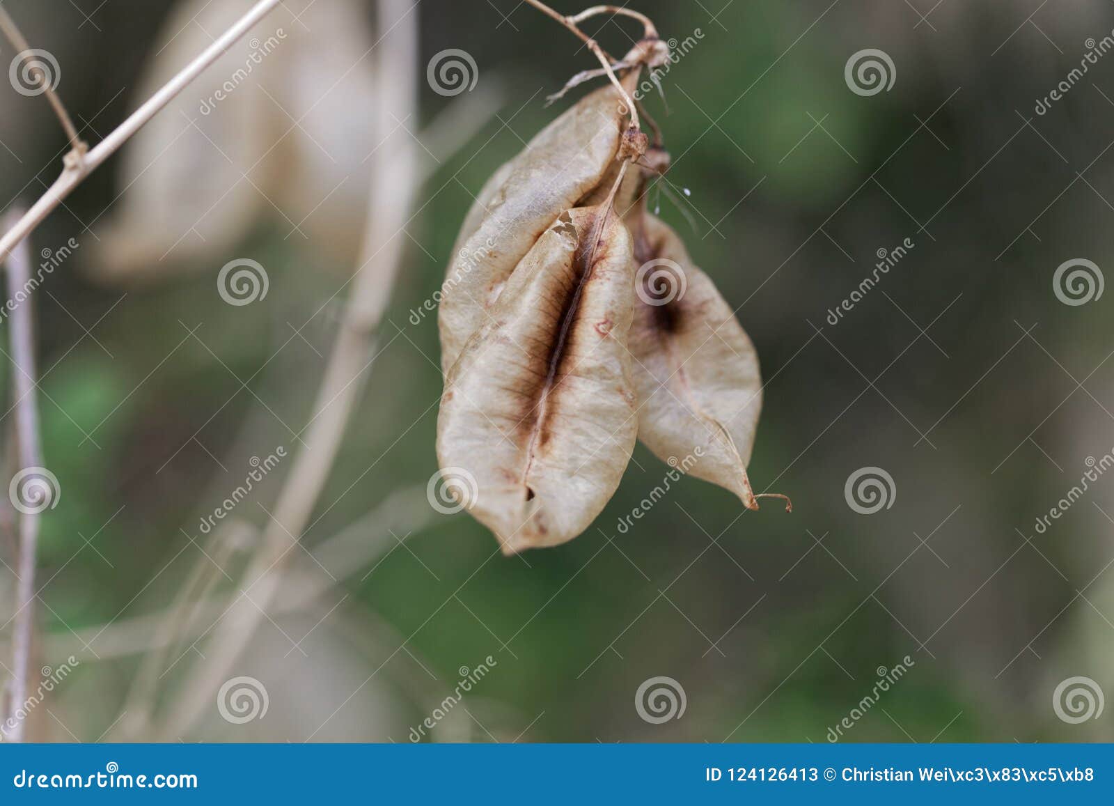 Fruits of a Bladder Senna Colutea Arborescens Stock Image - Image of ...