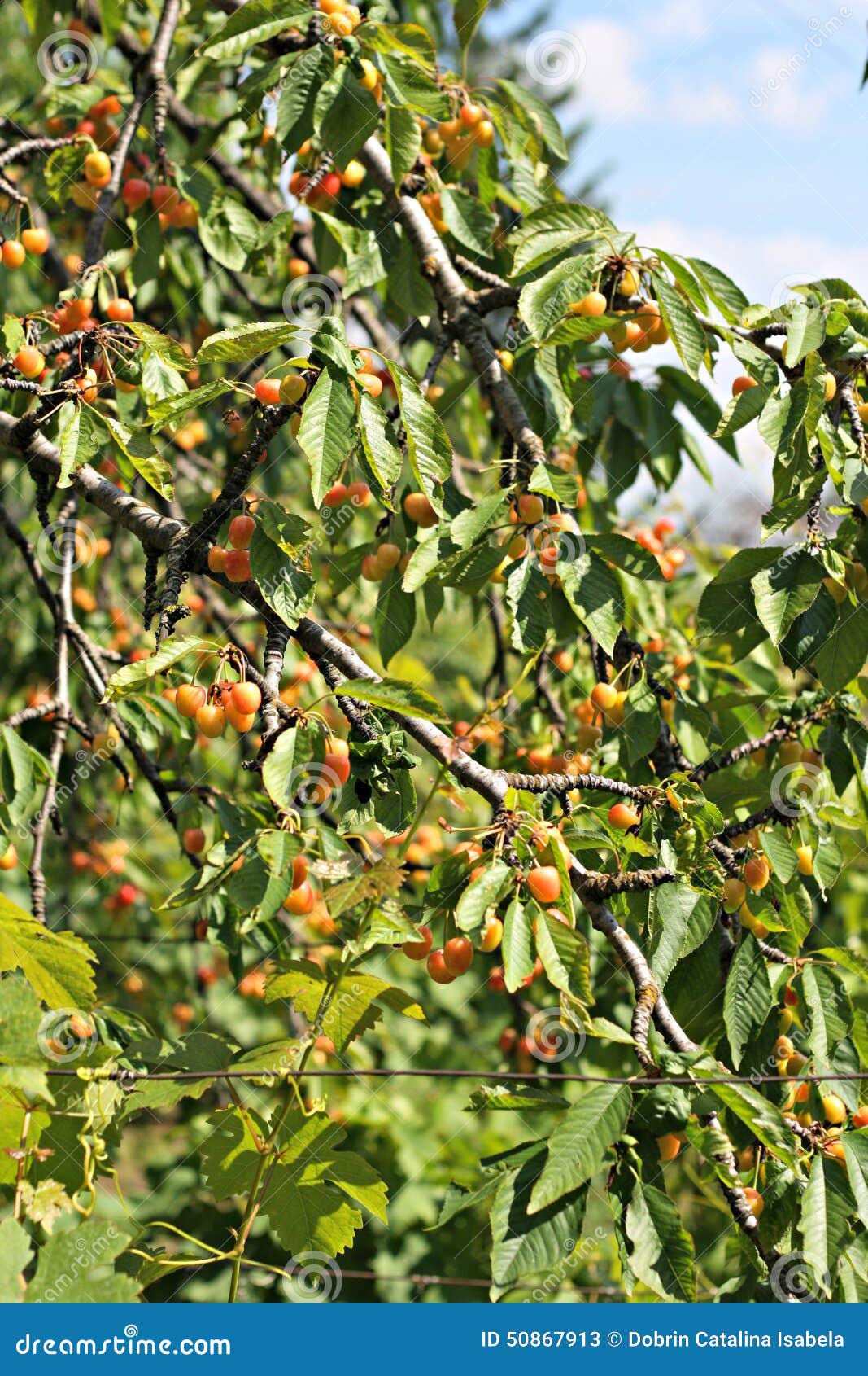 Fruits Blancs De Cerise Sur L'arbre Image stock - Image du rouge ...