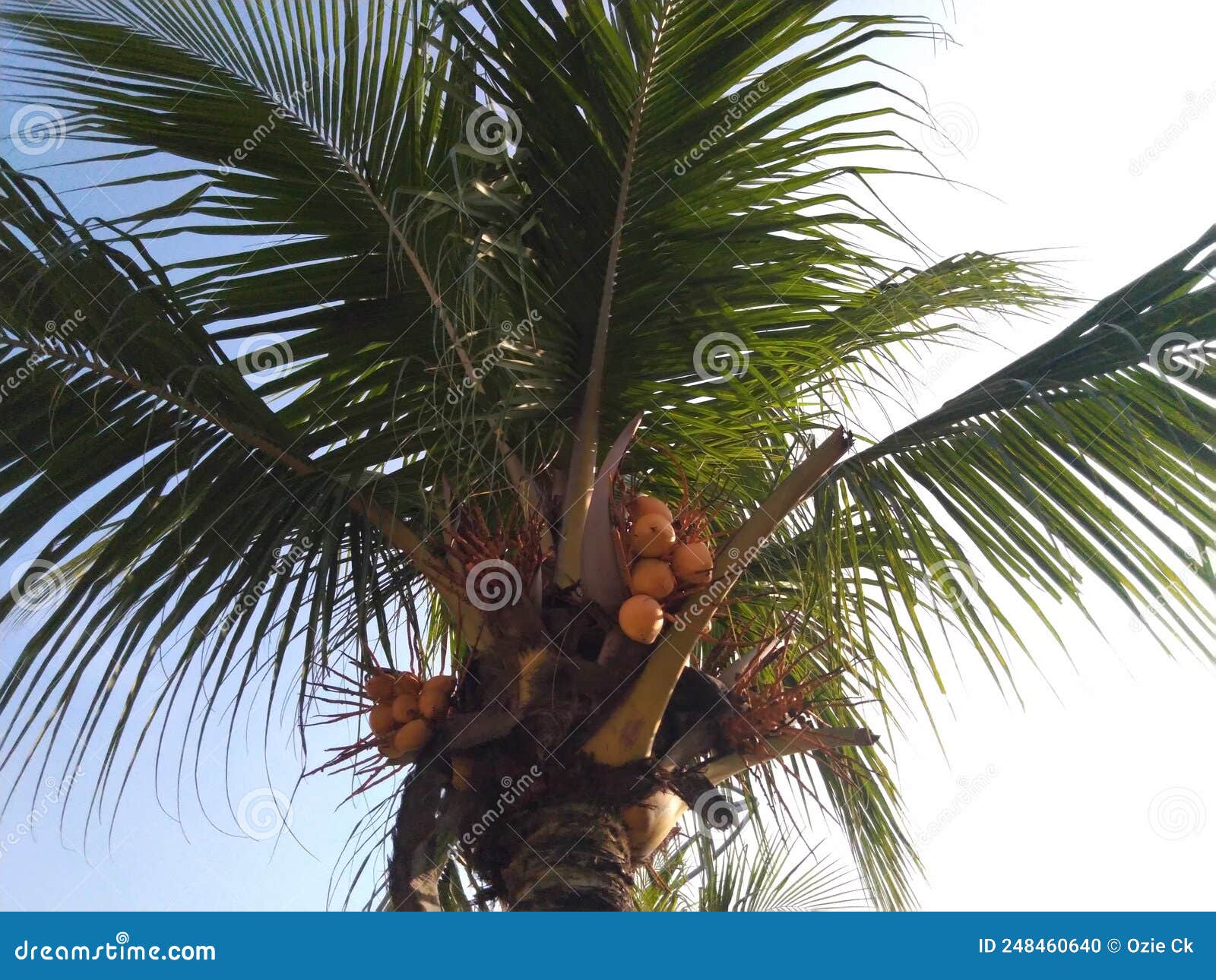 Fruits blancs du cocotier photo stock. Image du ressource - 248460640