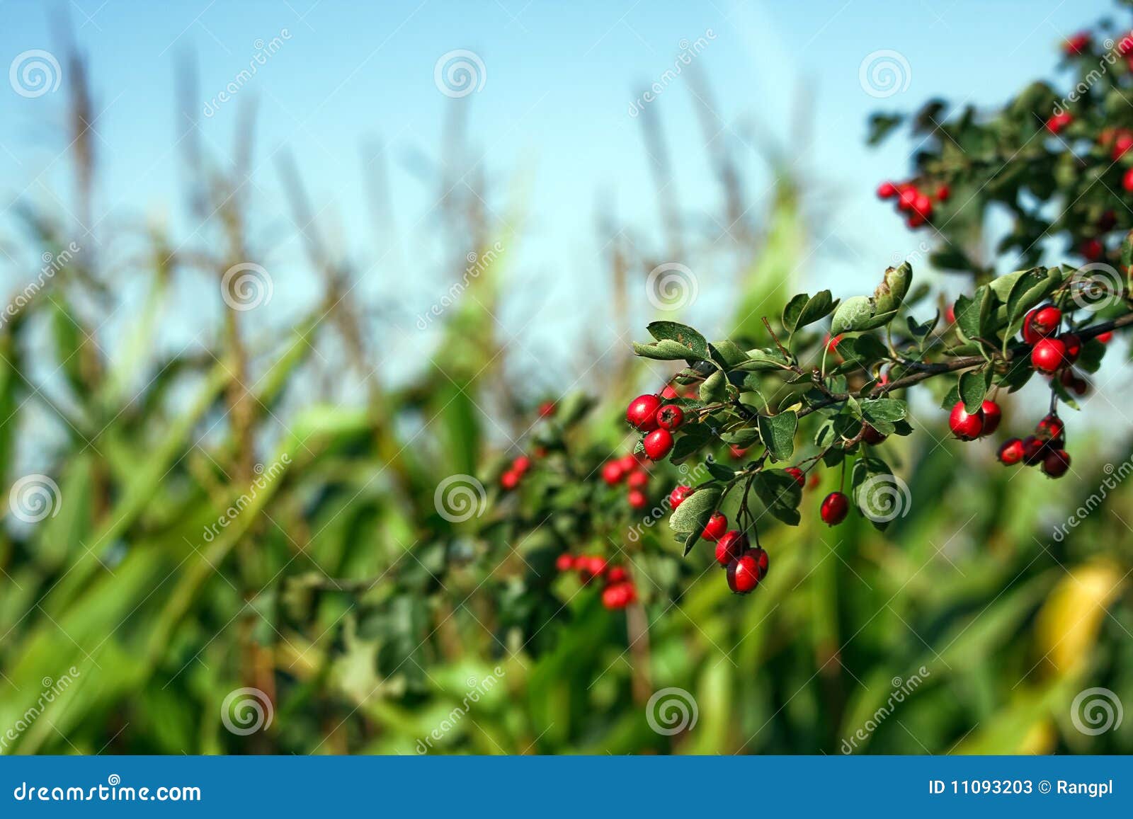 Fruits branch stock image. Image of laevigata, woodland - 11093203