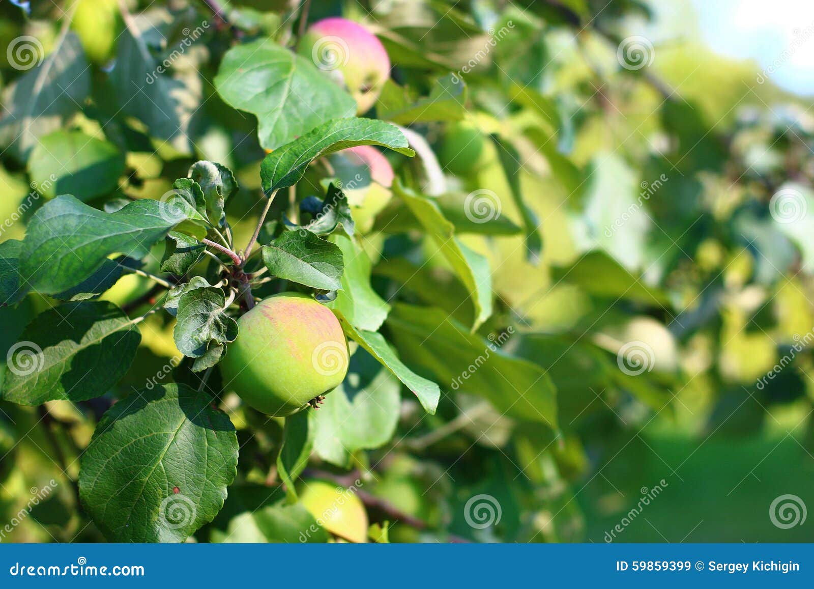 Fruits on the branch stock image. Image of apple, color - 59859399