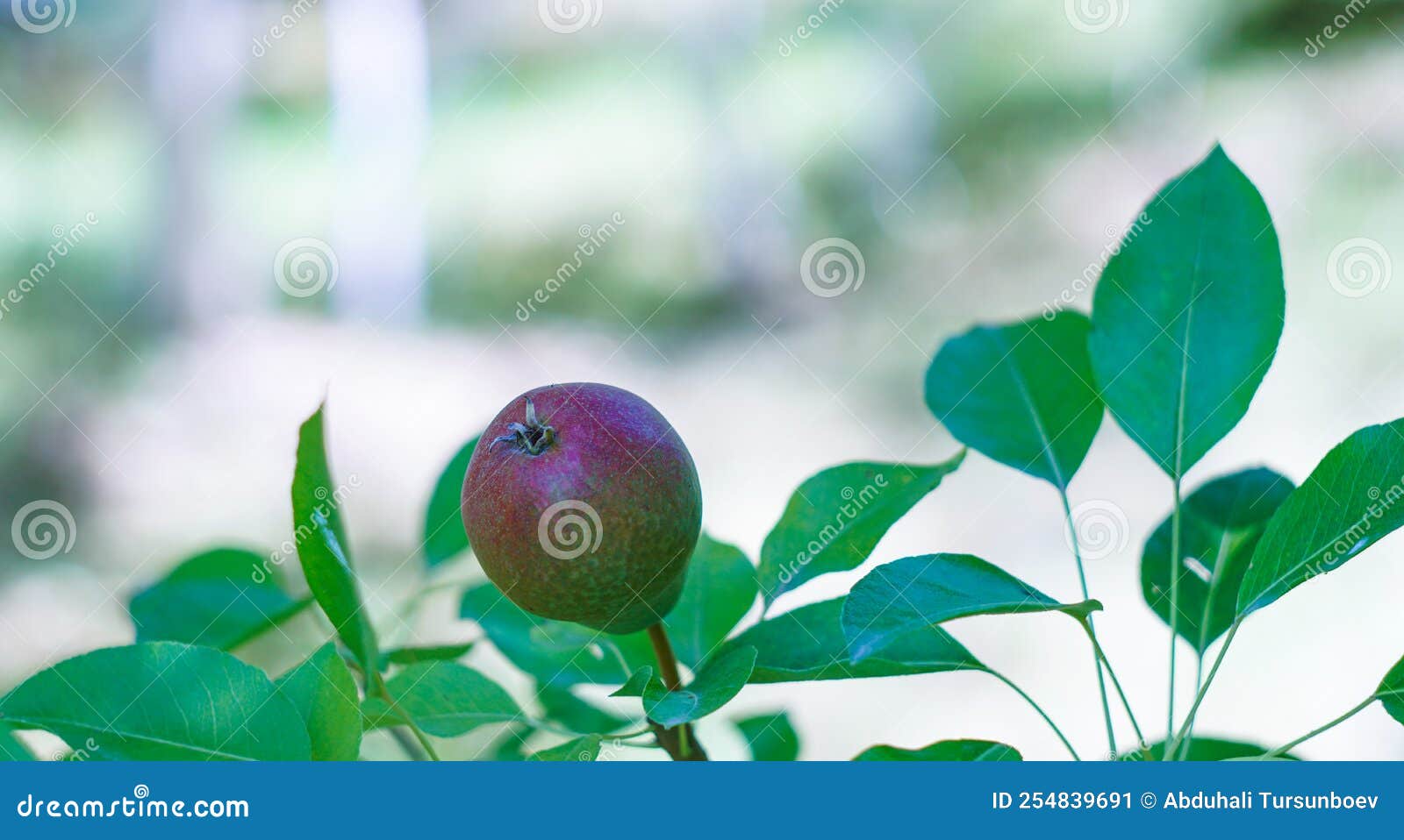 Fruits on the Branches of a Pear Tree Stock Image - Image of nature ...