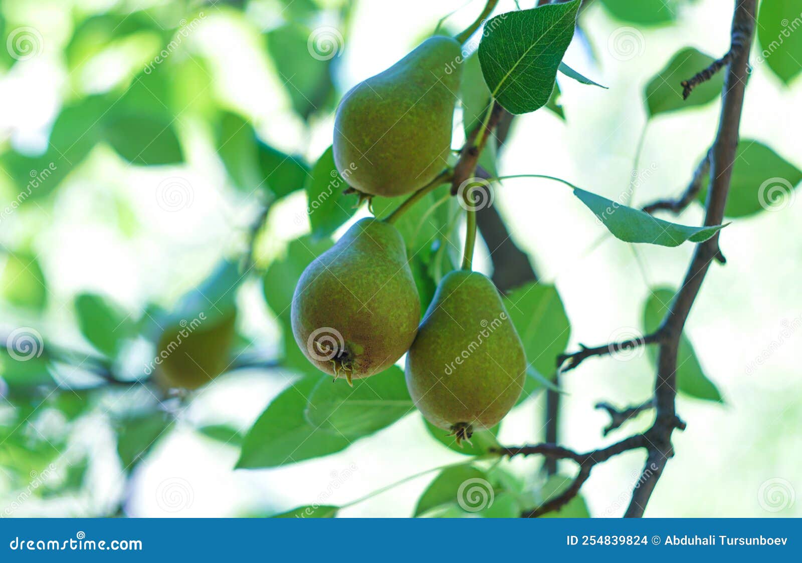 Fruits on the Branches of a Pear Tree Stock Photo - Image of gardening ...