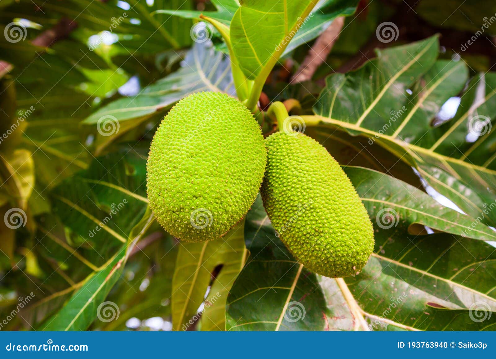 Fruits on Breadfruit Tree in Asia Stock Photo - Image of texture, tree ...