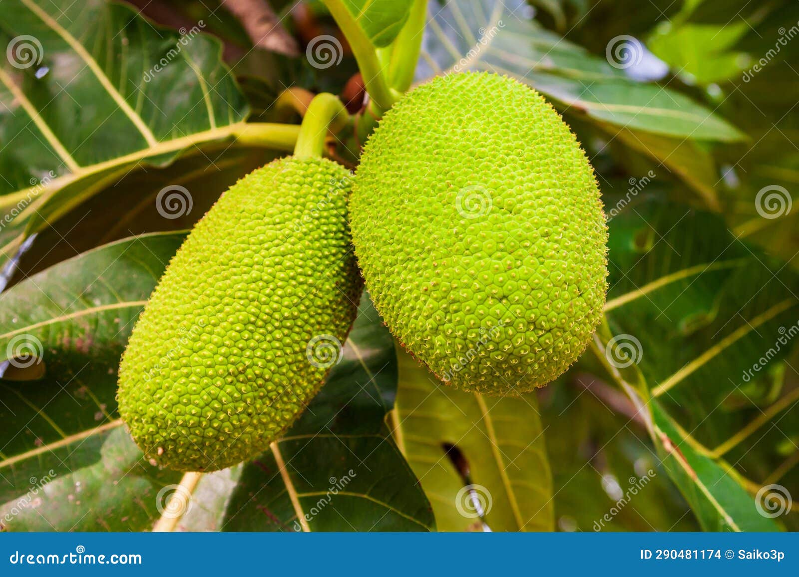 Fruits on Breadfruit Tree in Asia Stock Photo - Image of ripe, green ...
