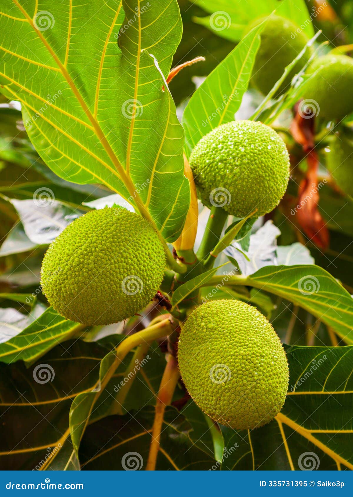 Fruits on Breadfruit Tree in Asia Stock Image - Image of natural, thai ...