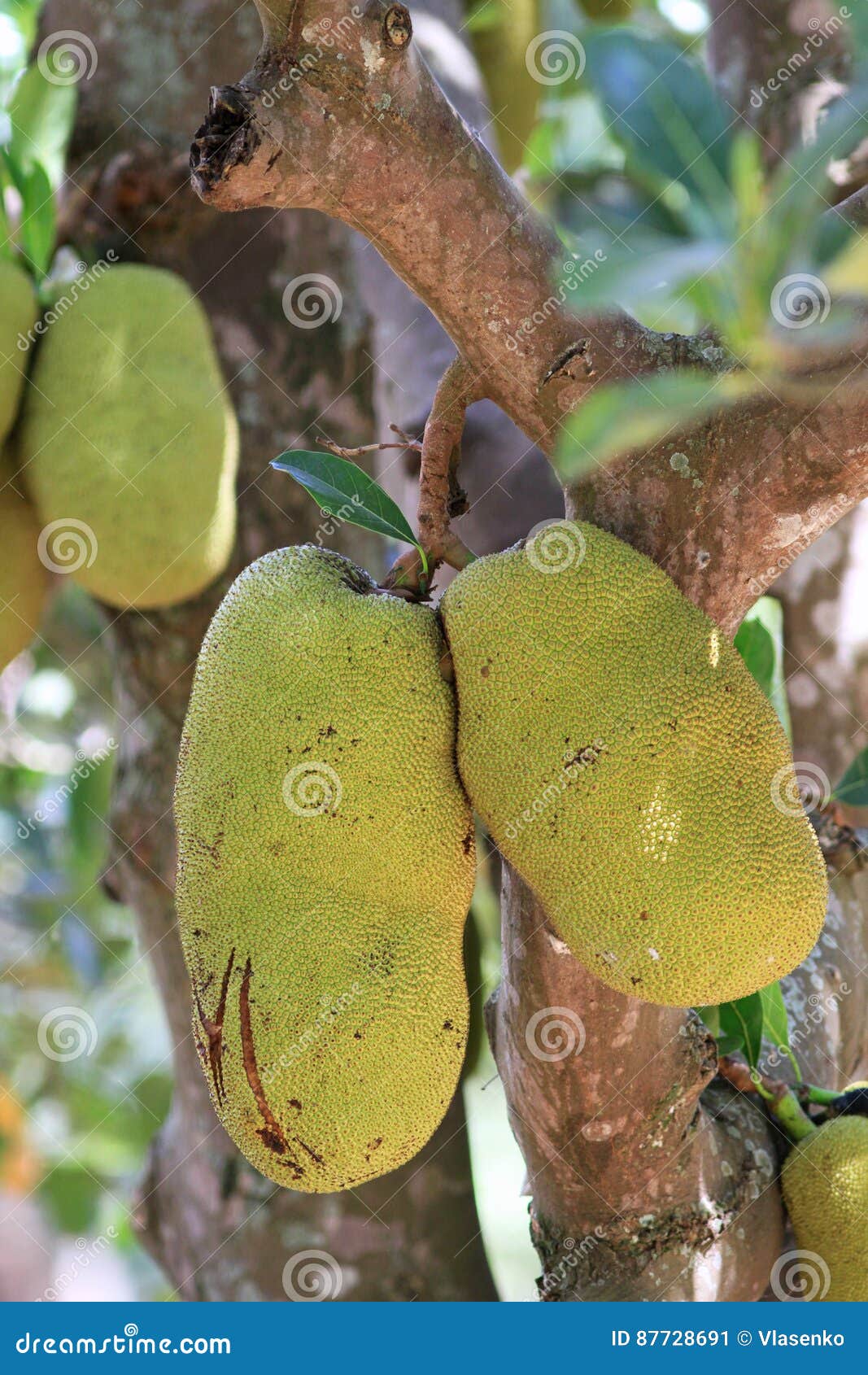 Fruits of a Breadfruit Tree Stock Image - Image of fruit, african: 87728691