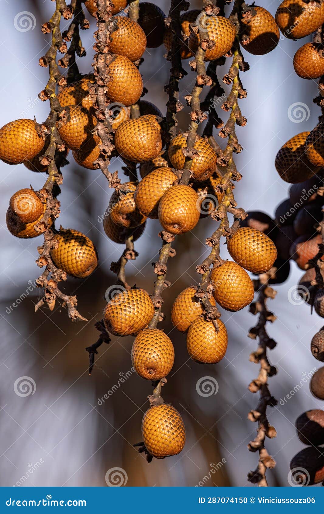Fruits of the Buriti Palm Tree Stock Photo - Image of mauritia, trees ...