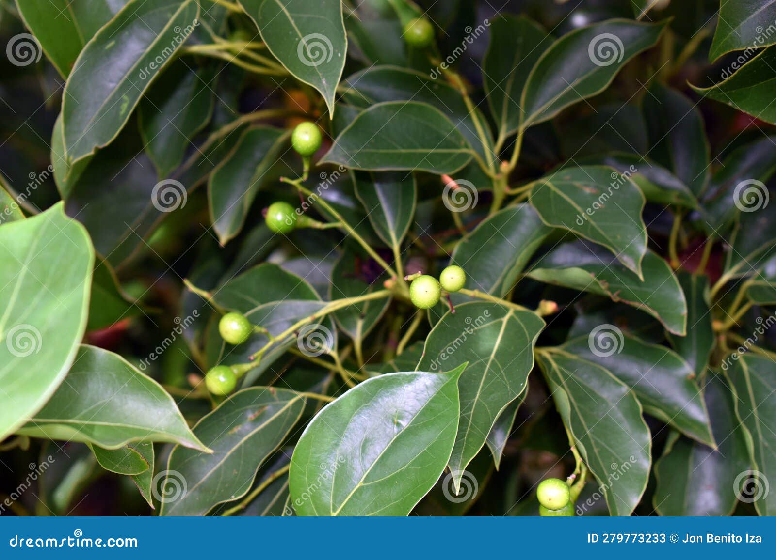 Fruits of the Camphor Tree (Cinnamomum Camphora) Stock Image - Image of ...