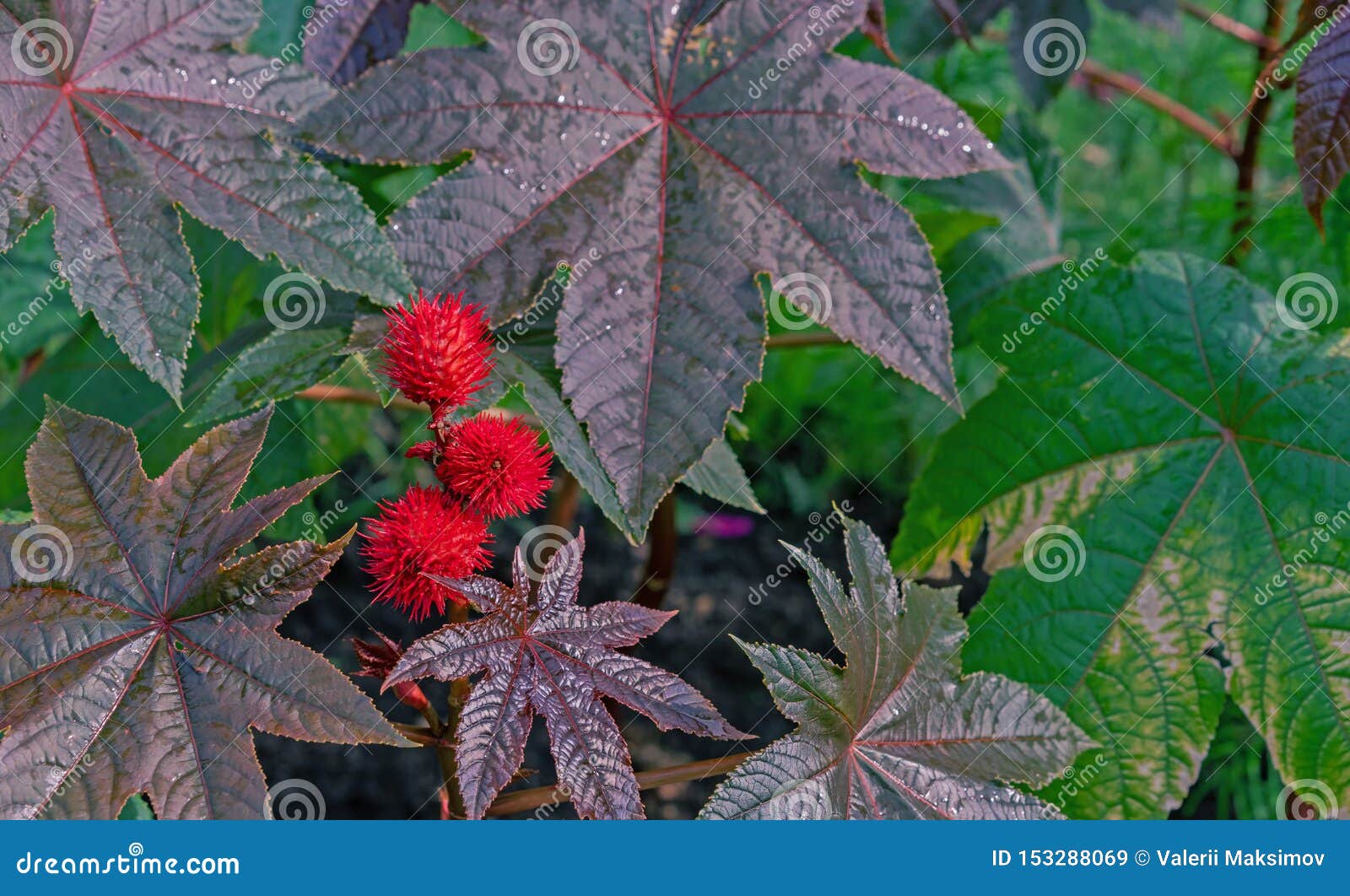 Fruits And Castor Oil In Bowl On The Table, Ricinus Communis Royalty ...