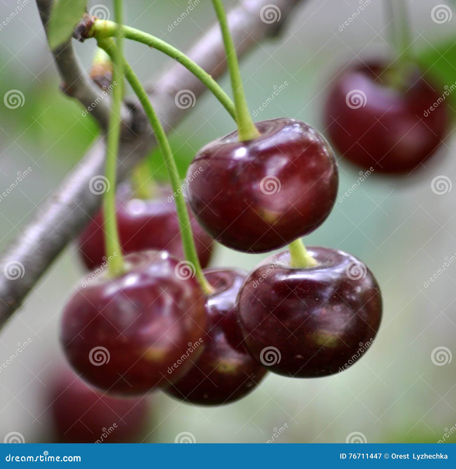 The Fruits of Cherries with Stalks Stock Image - Image of compotes ...