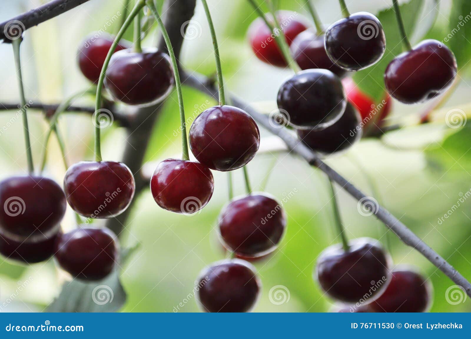 The Fruits of Cherries with Stalks_3 Stock Photo - Image of cultivation ...