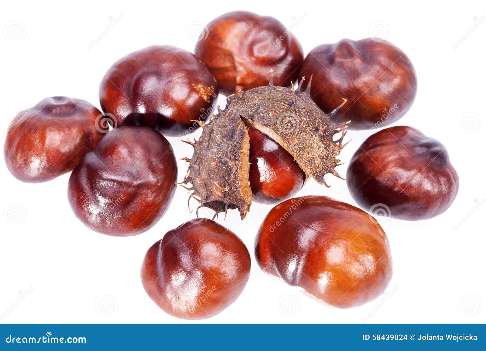 Fruits of Chestnuts in Dry Shell Isolated on White Background Stock ...