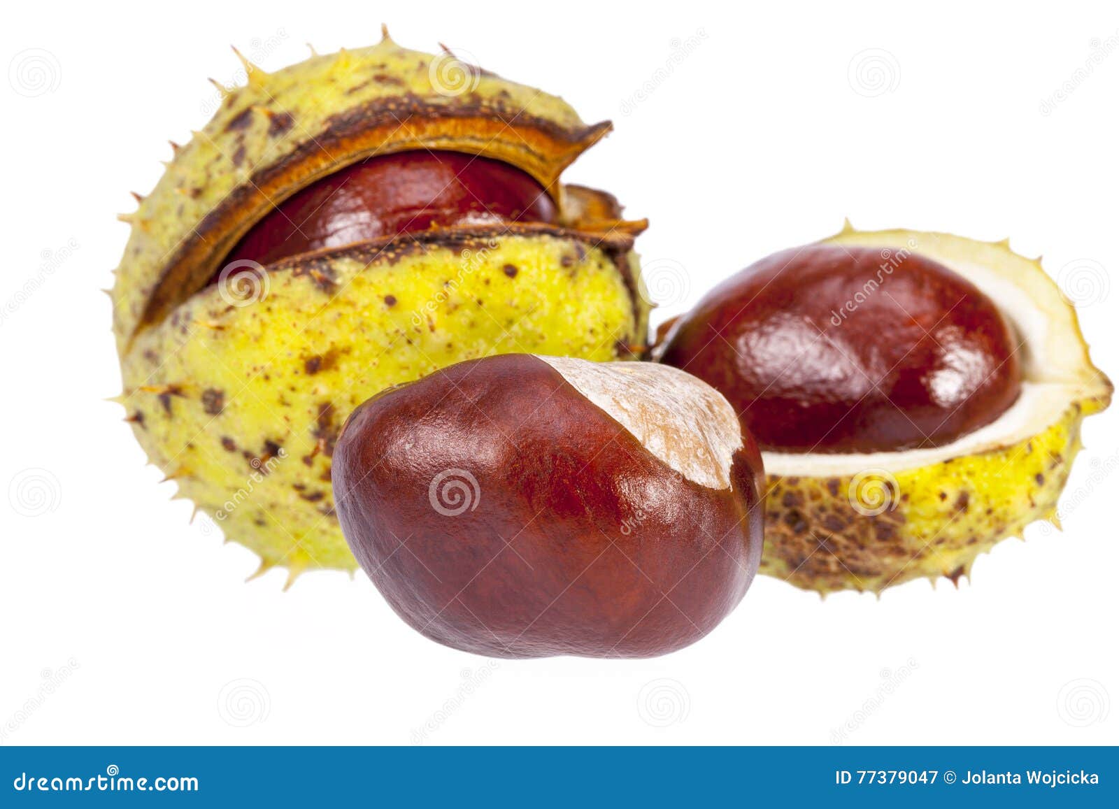 Fruits of Chestnuts in Green Shell Isolated on White Background Stock ...