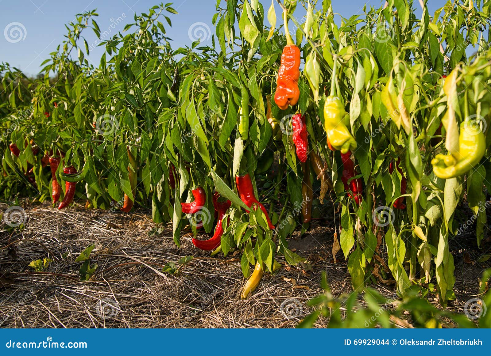 The Fruits of Chilli Growing in the Garden Stock Photo - Image of yield ...